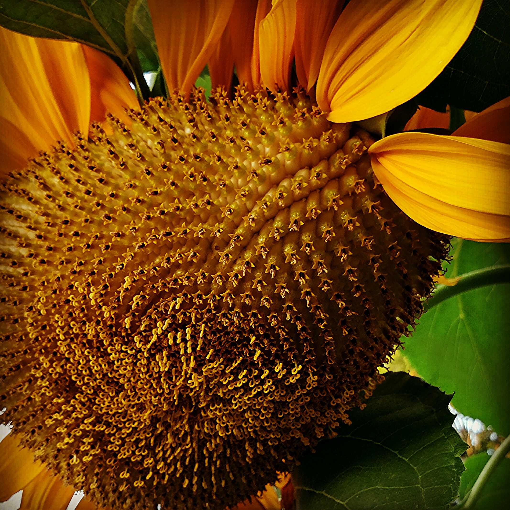 Giant Sunflowers Cook N With Mrs G